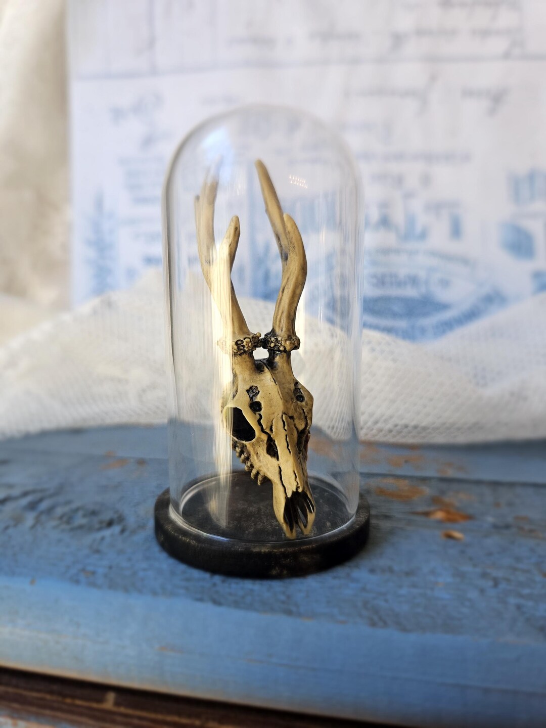 Deer Skull in Glass Bell Jar - Morbid Oddities Goth Gothic Curiosities ...