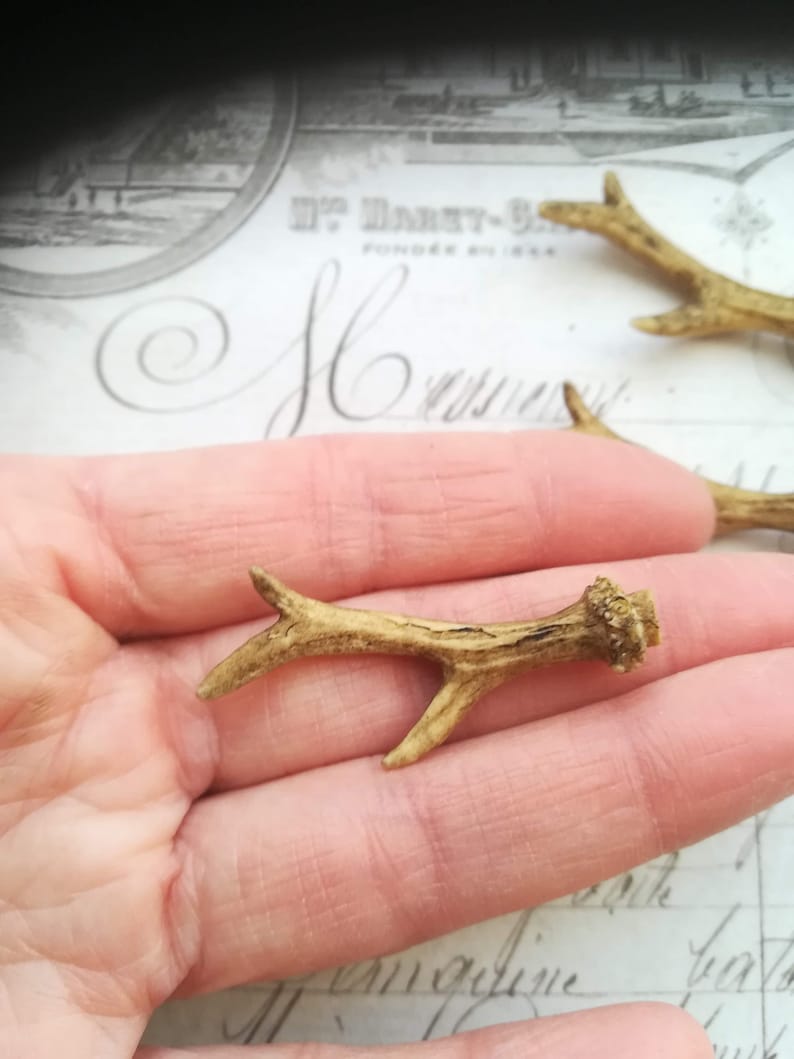 Miniature Deer Antlers - Miniature Antler for Dollhouse Museum ...