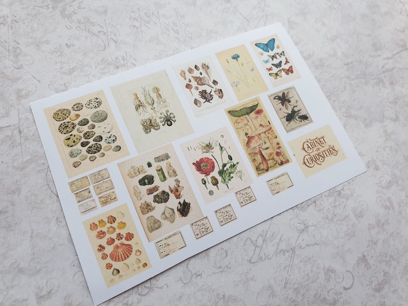 NO DIGITAL real PAPER sheet with Antique drawings Cabinet of | Etsy