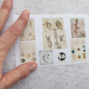 NO DIGITAL , Real PAPER Sheet With Antique Drawings Anatomical Doctor ...