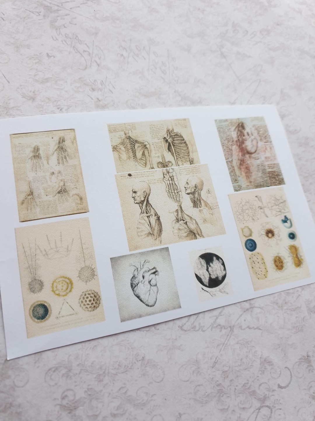 Antique Anatomy Drawings: Real Paper Sheet, Doctor Collection - Etsy