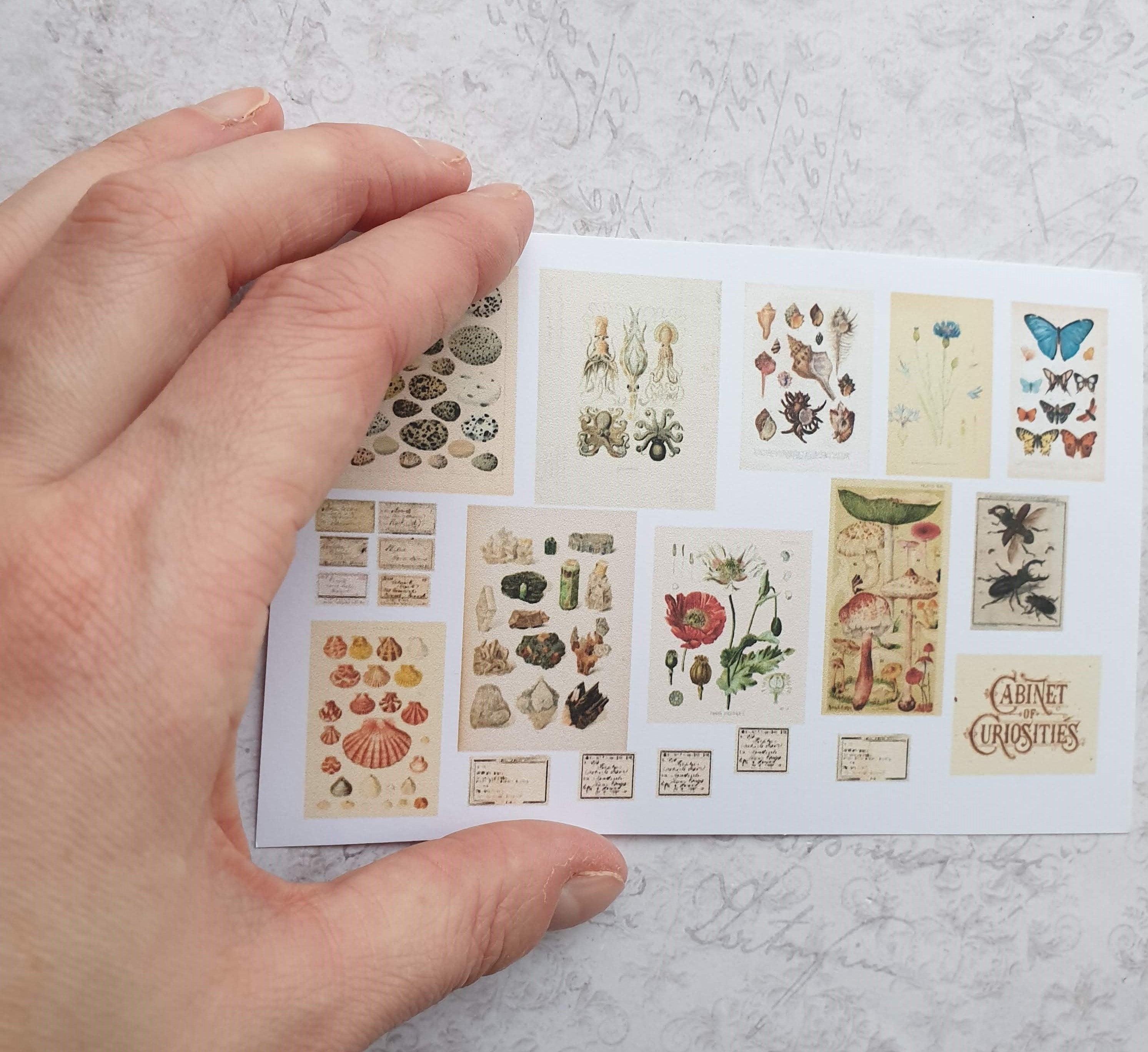 NO DIGITAL Real PAPER Sheet With Antique Drawings Cabinet of - Etsy