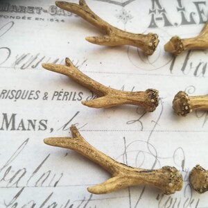 Miniature Deer Antlers - Miniature Antler for Dollhouse Museum ...