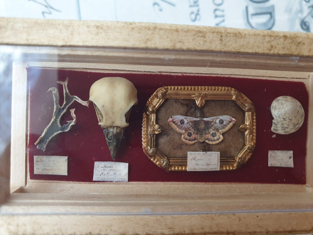 DIY Miniature Cabinet of Curiosities KIT - Oddities Museum Collection ...