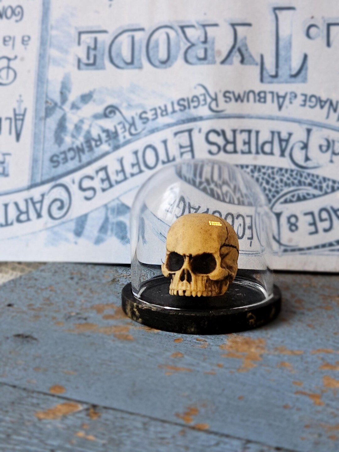 Human Skull in Glass Bell Jar - Morbid Oddities Goth Gothic Curiosities ...