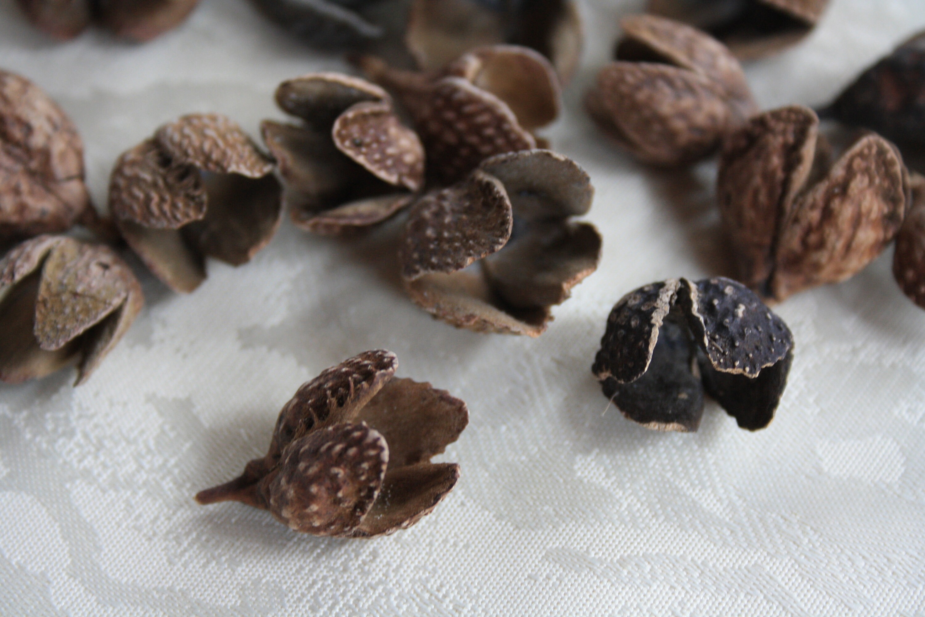 25 Seed Shells of European Beech, Fagius Sylvatica, Polished by the ...