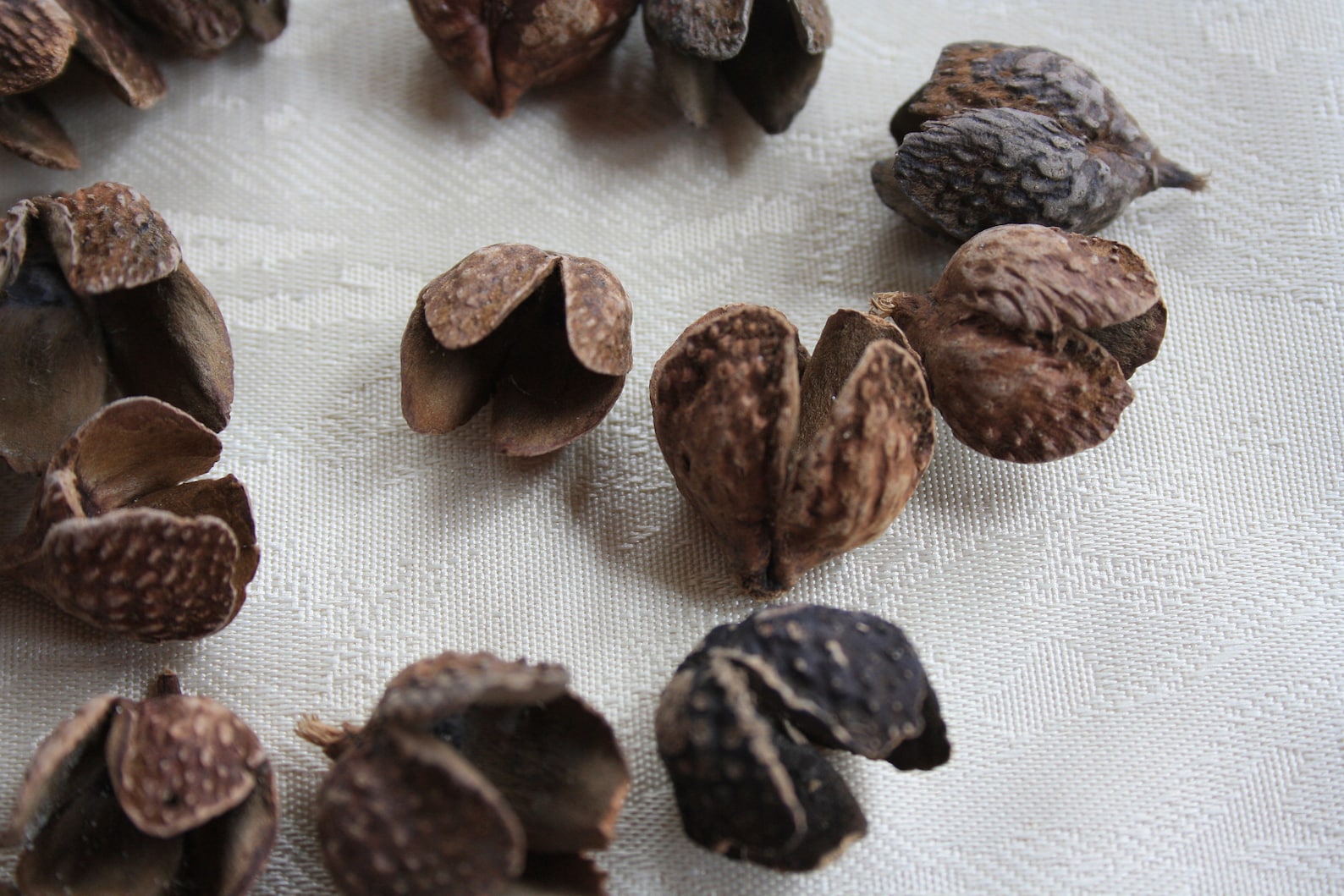 25 Shells of Seeds of European Beech Fagius Sylvatica - Etsy UK