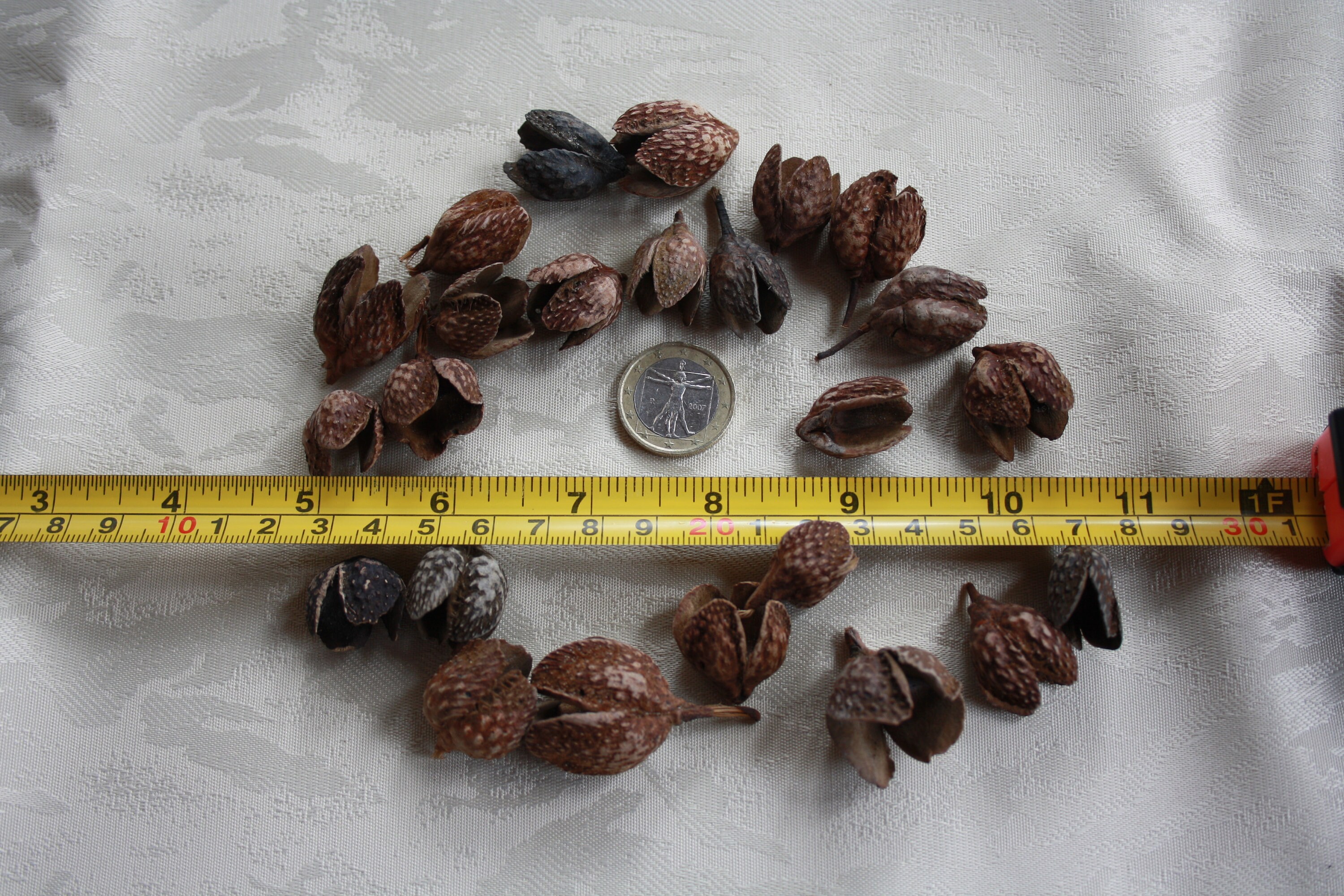 25 Seed Shells of European Beech, Fagius Sylvatica, Polished by the ...