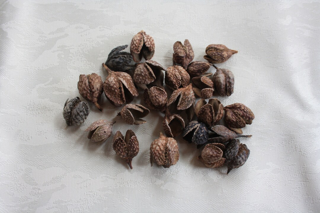 25 Seed Shells of European Beech, Fagius Sylvatica, Polished by the ...