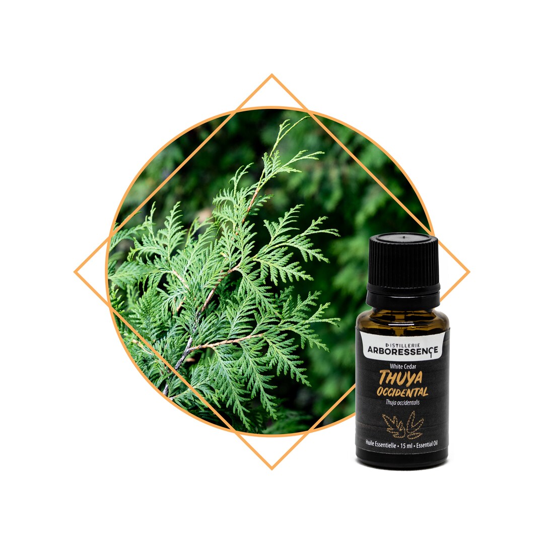 West Thuya Essential Oil thuja Occidentalis - Etsy