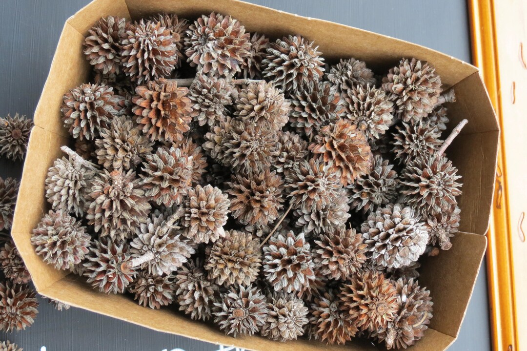 She Oak Seed Pods 350g Box Hedgehogs - Etsy