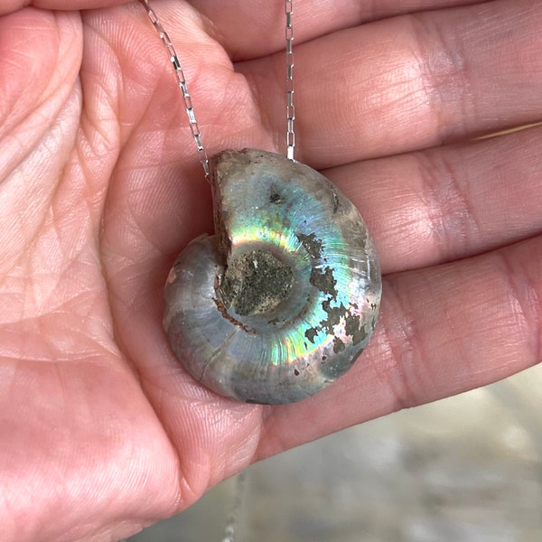 Ammonite - Etsy