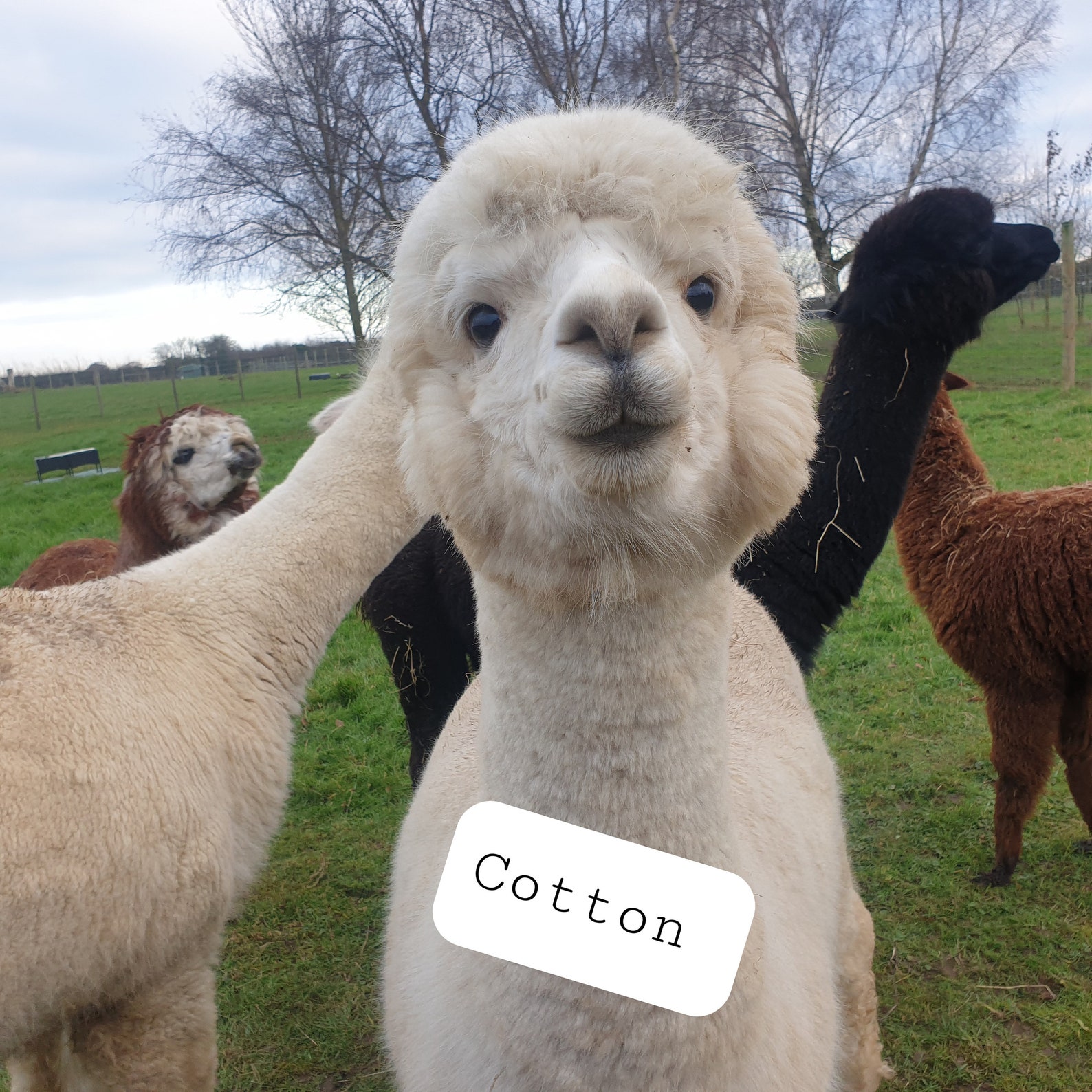Personalised Alpaca Meet and Greet Video - Etsy UK