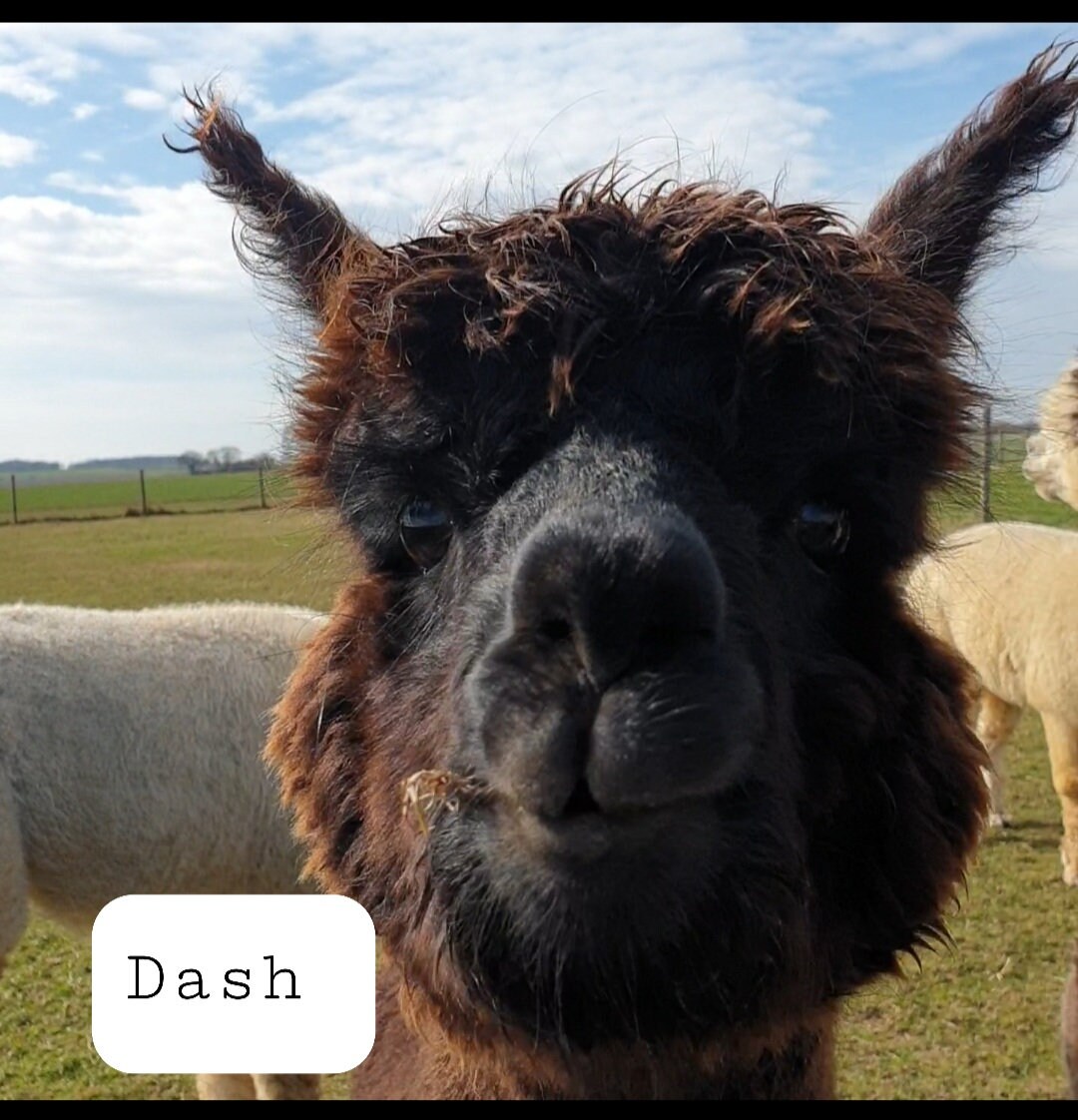 Personalised Alpaca Meet and Greet Video | Etsy UK