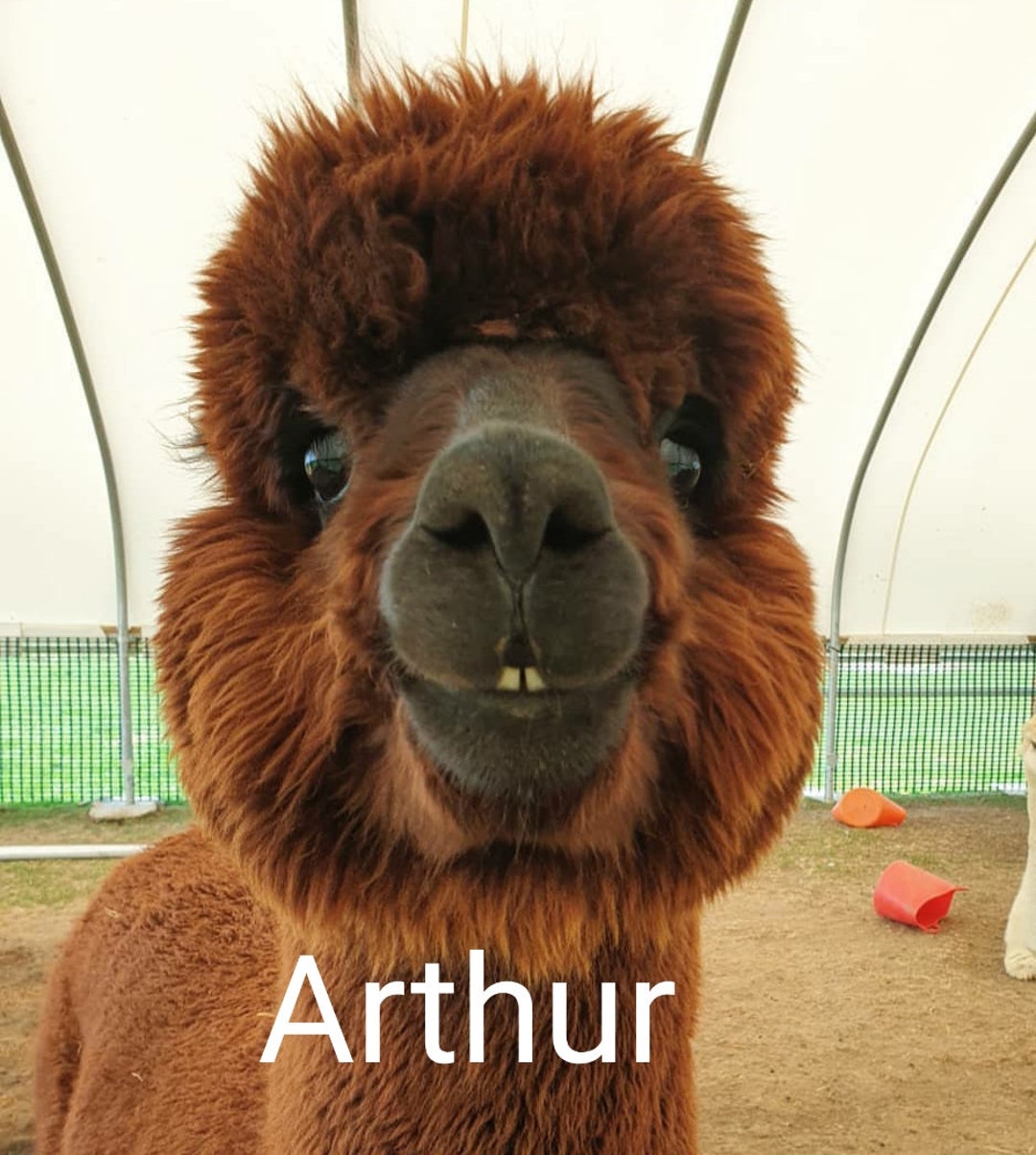 Personalised Alpaca Meet and Greet Video - Etsy UK