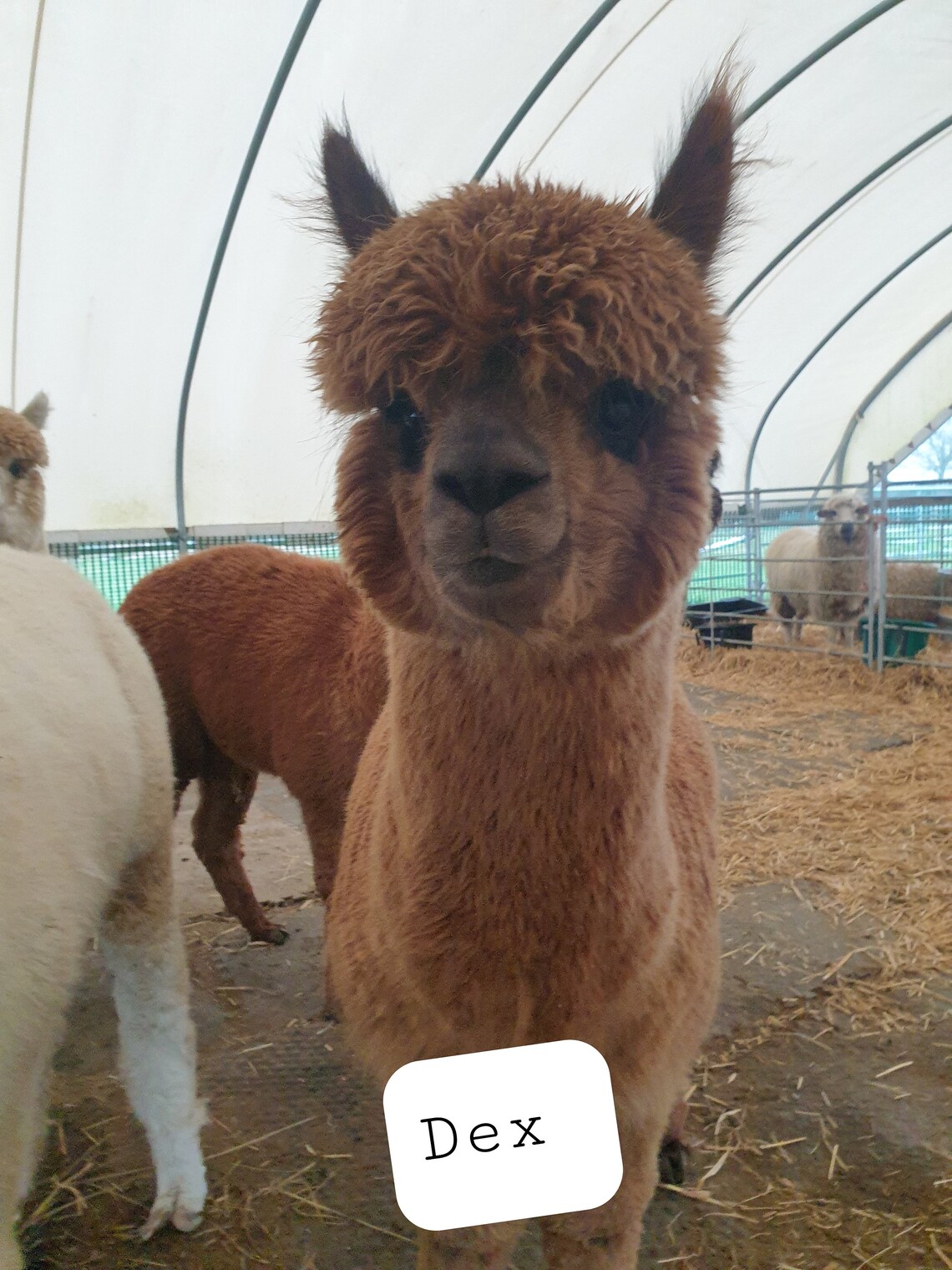 Personalised Alpaca Meet and Greet Video | Etsy UK