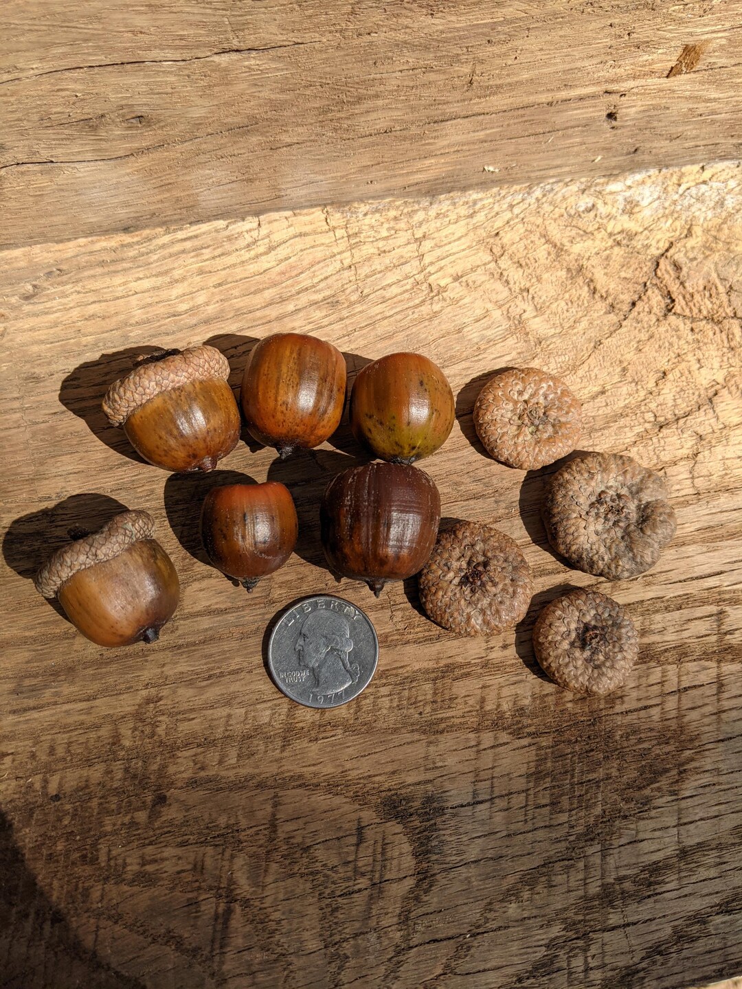 Red Oak Acorns - 2 Lbs - Some Caps Attached - Etsy