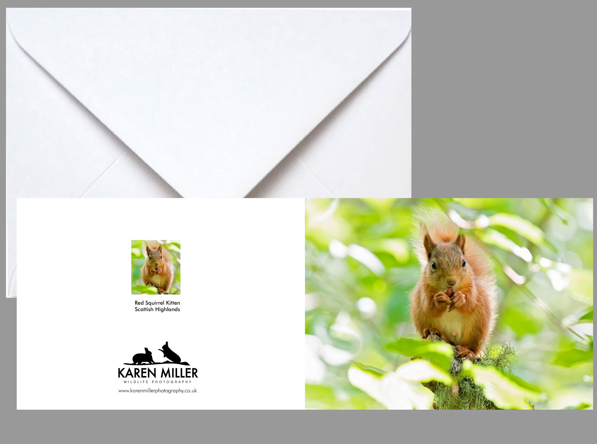 Red Squirrel Greeting Card 5 Pack/red Squirrel Cards/wildlife Cards ...