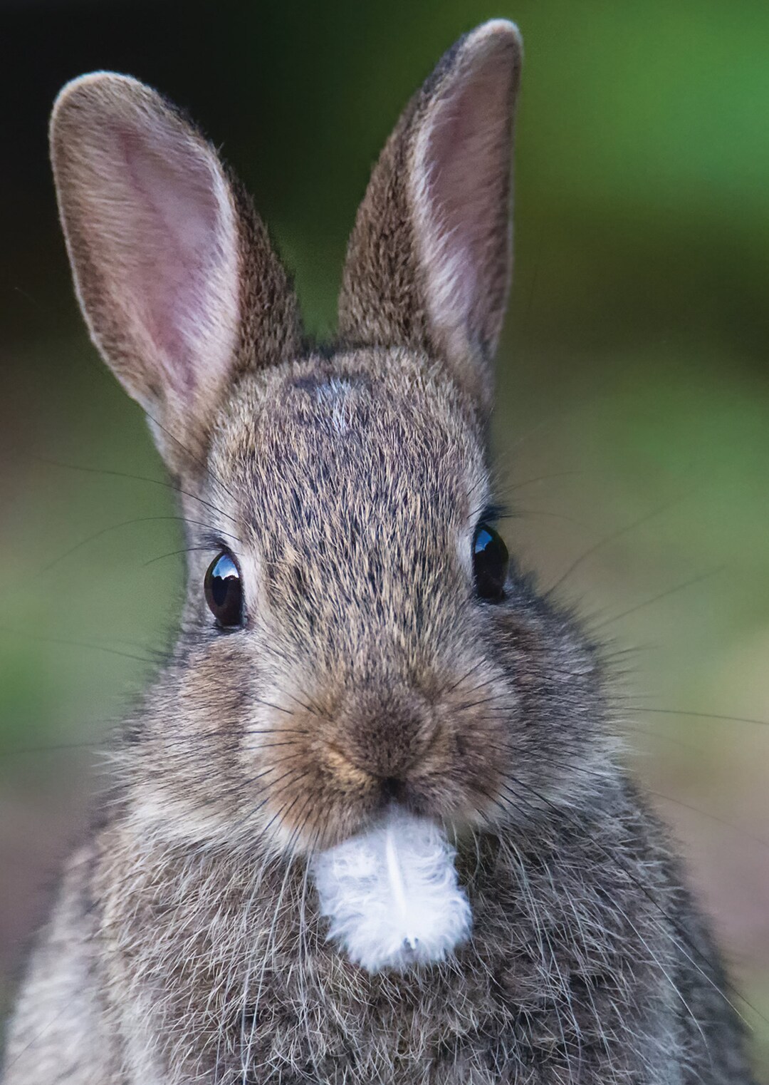 A5 Rabbit Greeting Card, Bunny Greeting Card, Bunny Blank Greeting Card ...