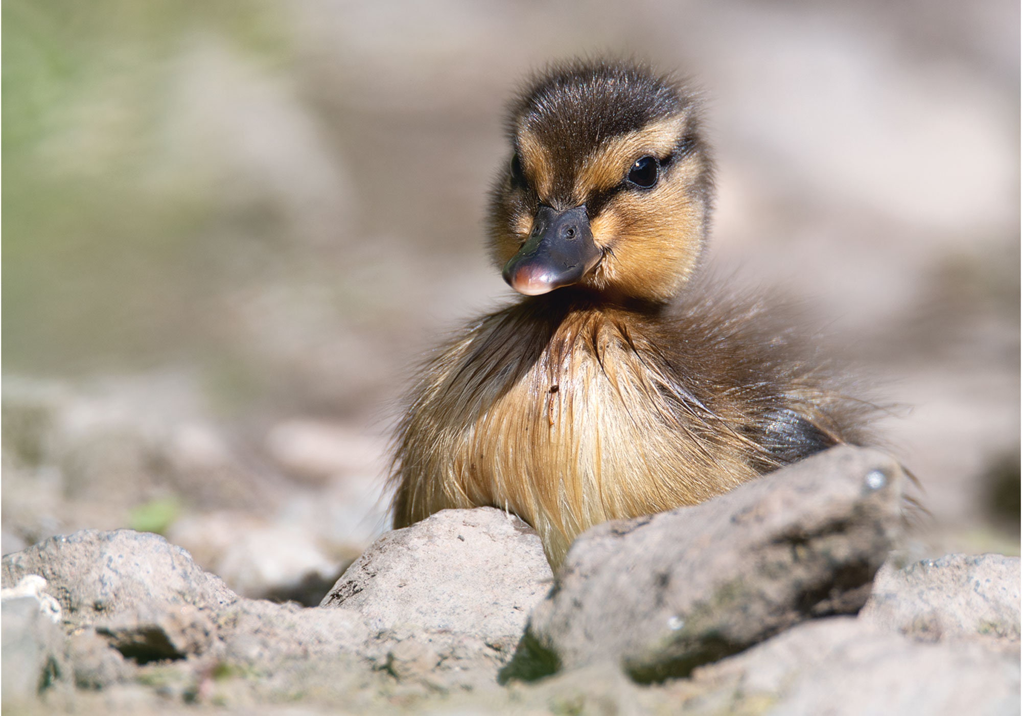 Duckling Greeting Card, Duck Greeting Card, Baby Bird Greeting Card ...