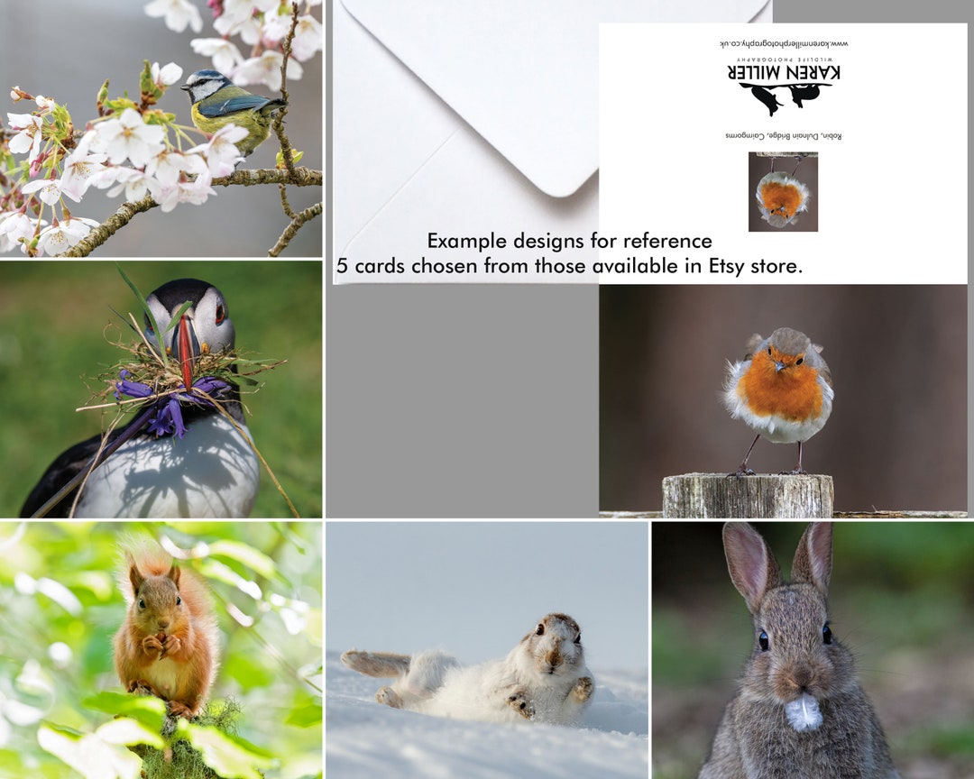 Wildlife Greeting Card 5 Pack/scottish Wildlife Cards/wildlife Cards ...