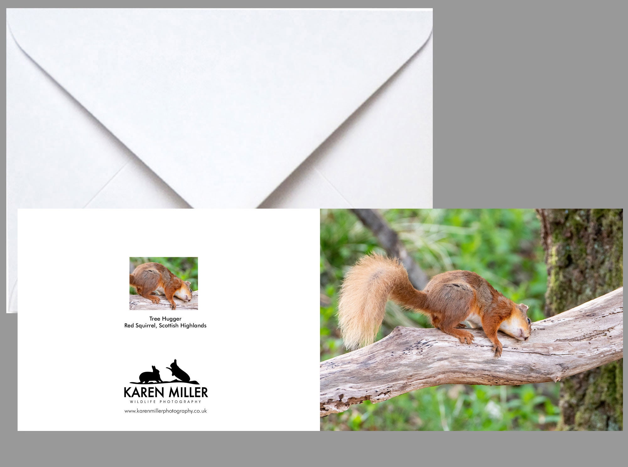 Red Squirrel Greeting Card 5 Pack/red Squirrel Cards/wildlife Cards ...
