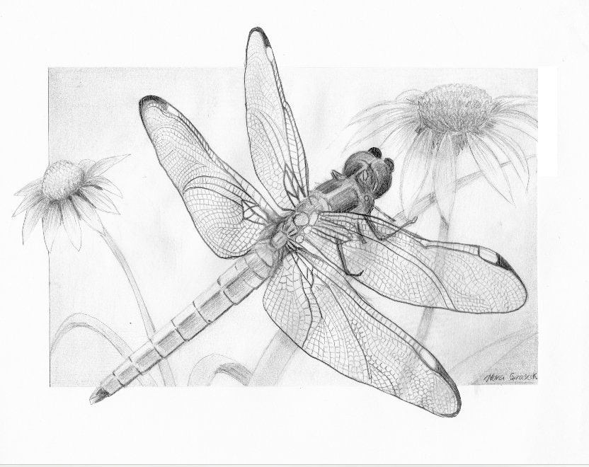 Dragonfly Drawings In Pencil