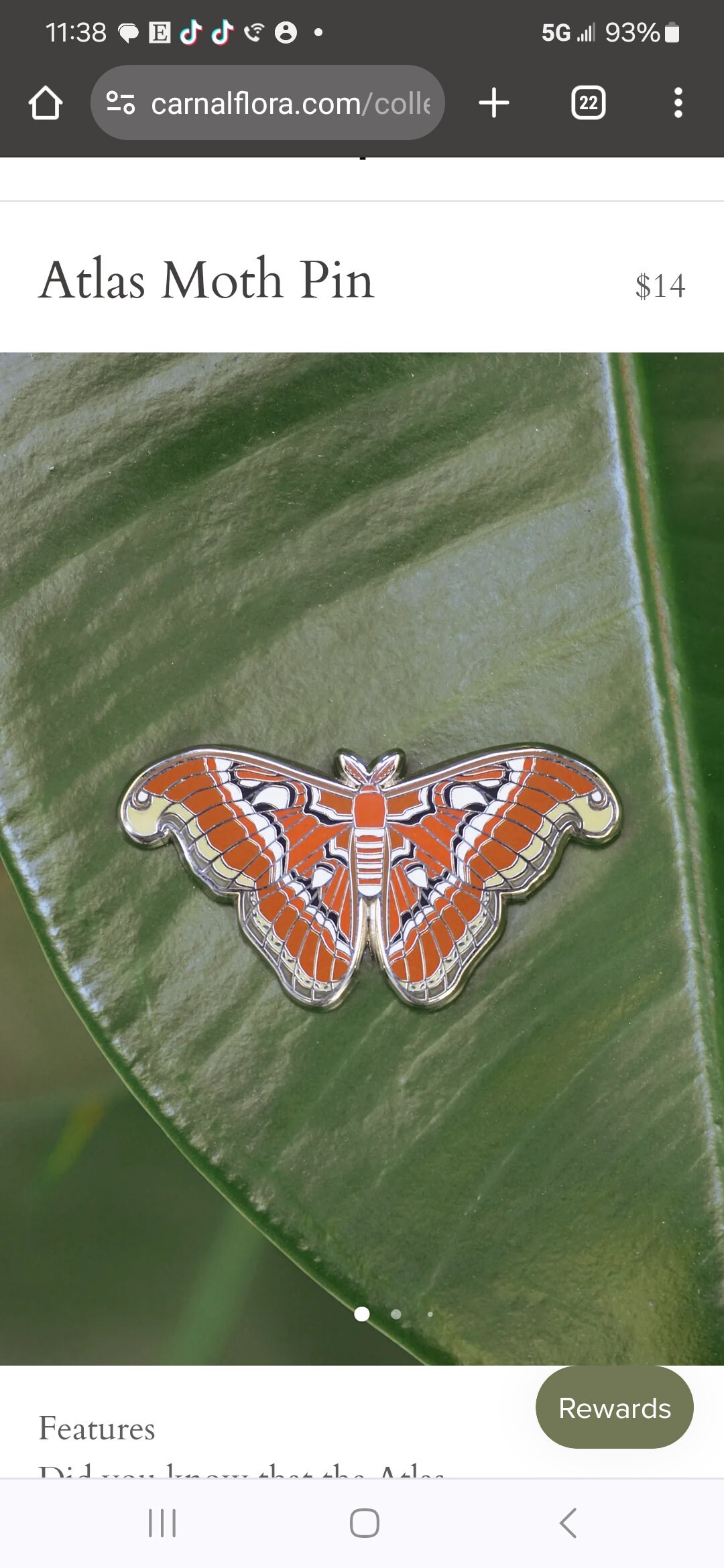 Atlas Moth Pin - Etsy