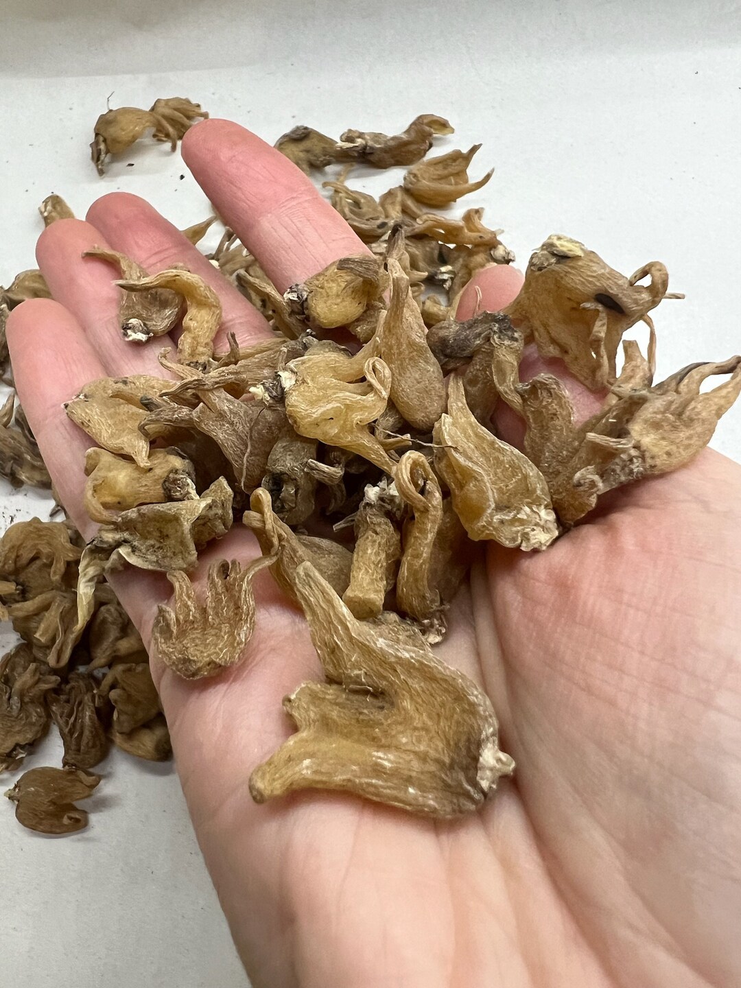 Salep Root | Lucky Hand Root | Small Size | Approximately 1 - 1.5 Grams | Whole Root - Etsy