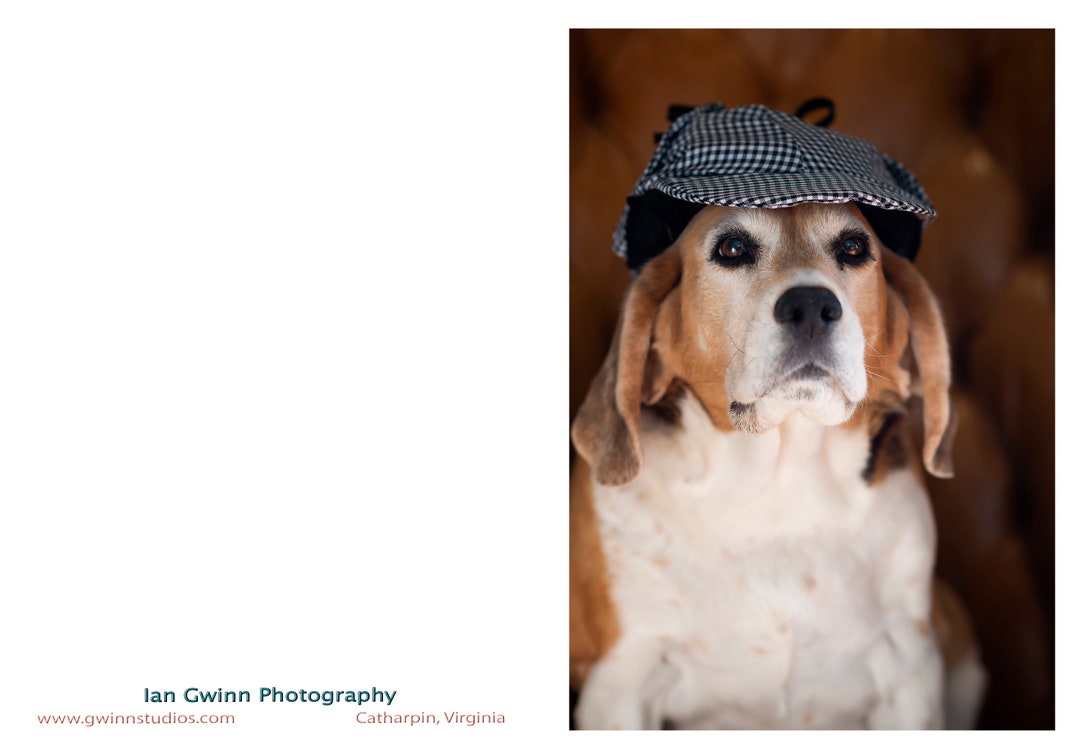 Beagle in Sherlock Holmes' Hat - Etsy
