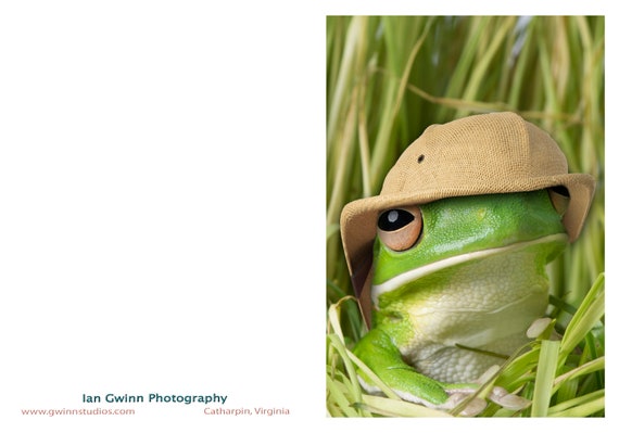 White-Lipped Treefrog in Pith Helmet | Etsy