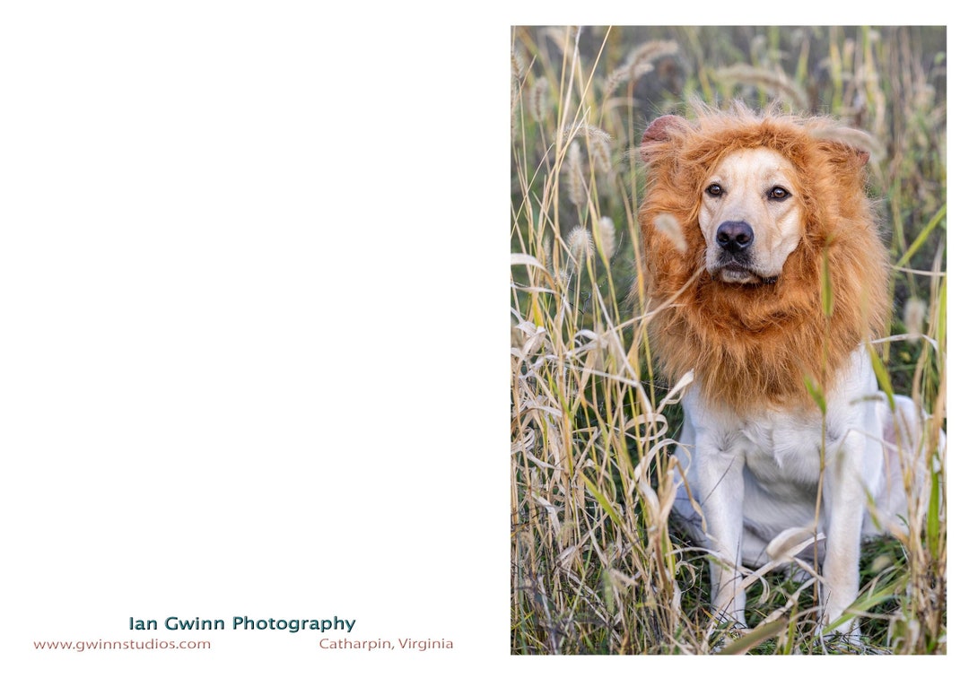 Yellow Lab Puppy in Lion Mane - Etsy