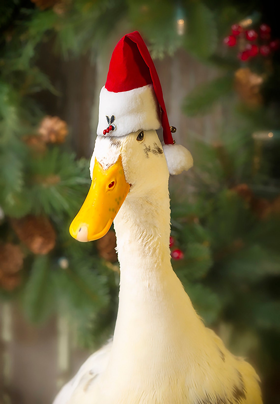 Duck in Santa Claus' Hat - Etsy
