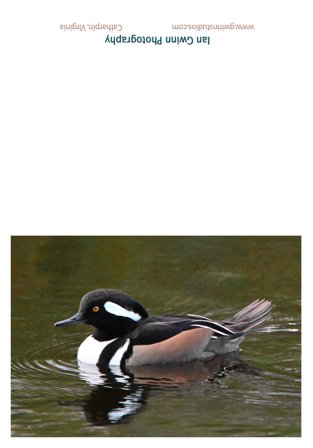 Hooded Merganser - Etsy