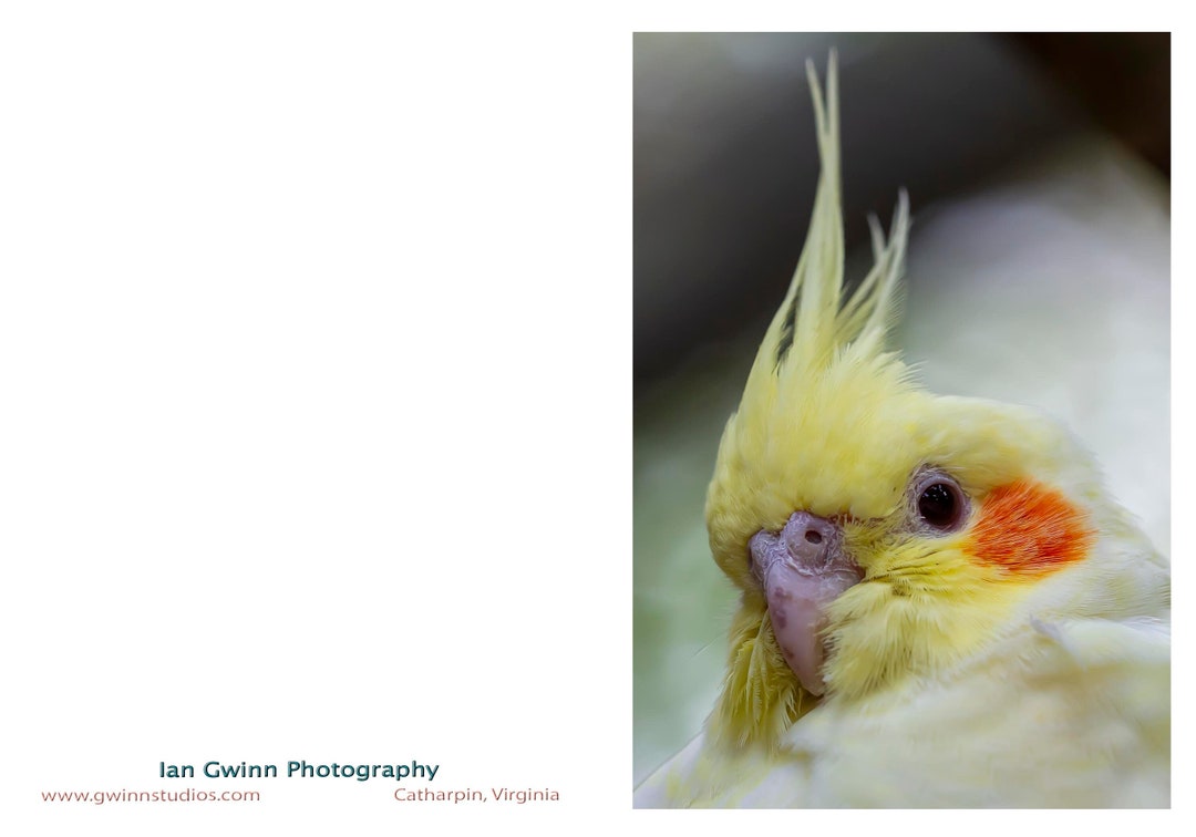 Golden Cockatiel - Etsy