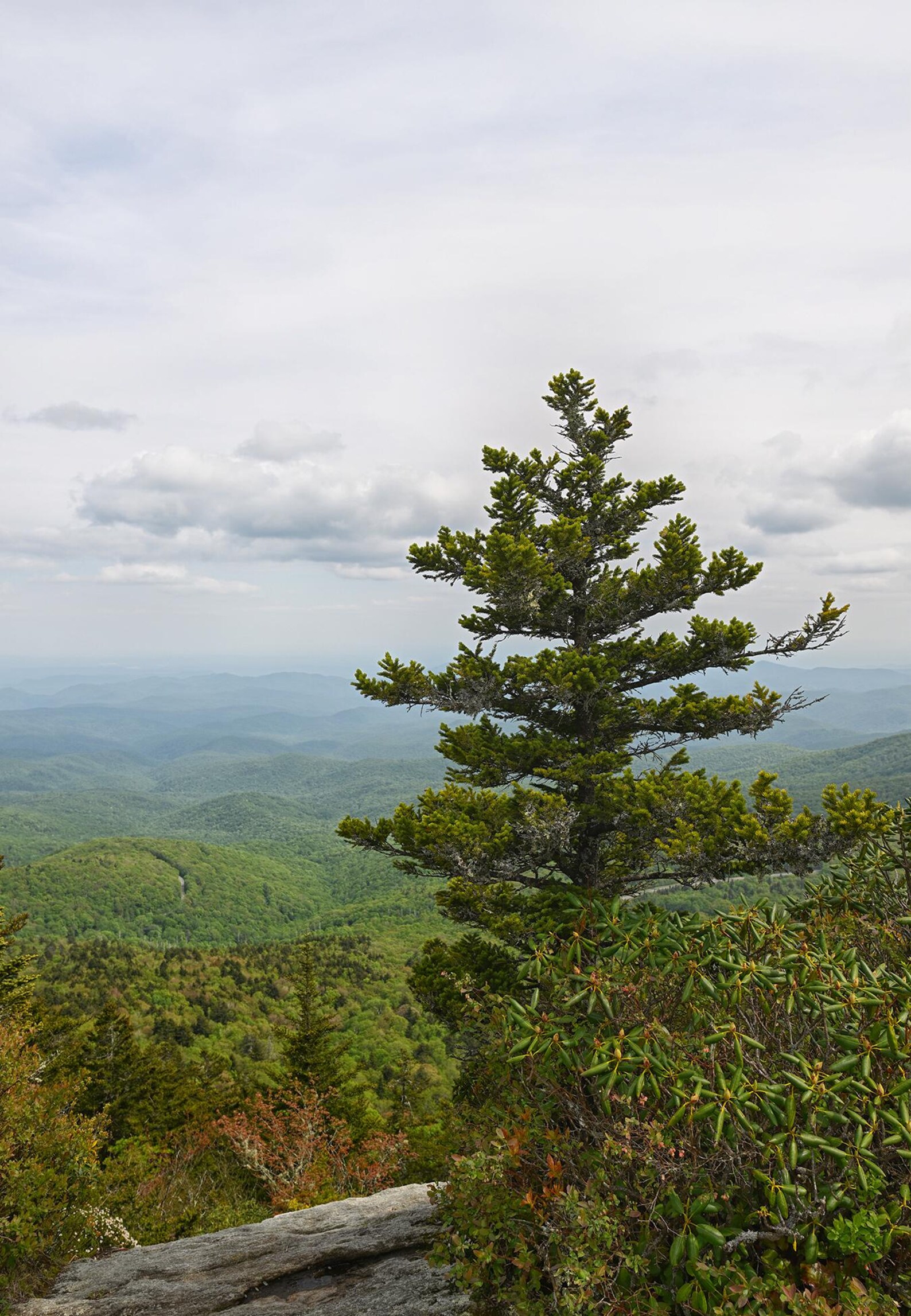 Tree in Grandfather Mountain - Etsy