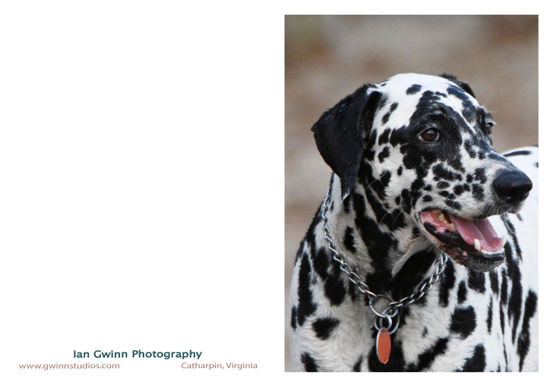 Dalmatian - Etsy