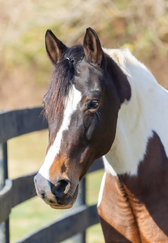 Tri Color Pinto Horse Pintabian Tri Color Half Arabian Pinto Stallion,