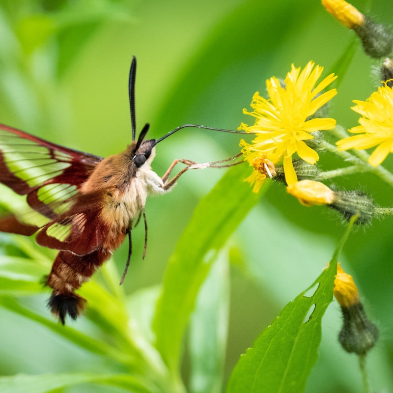 Hummingbird Moth - Etsy
