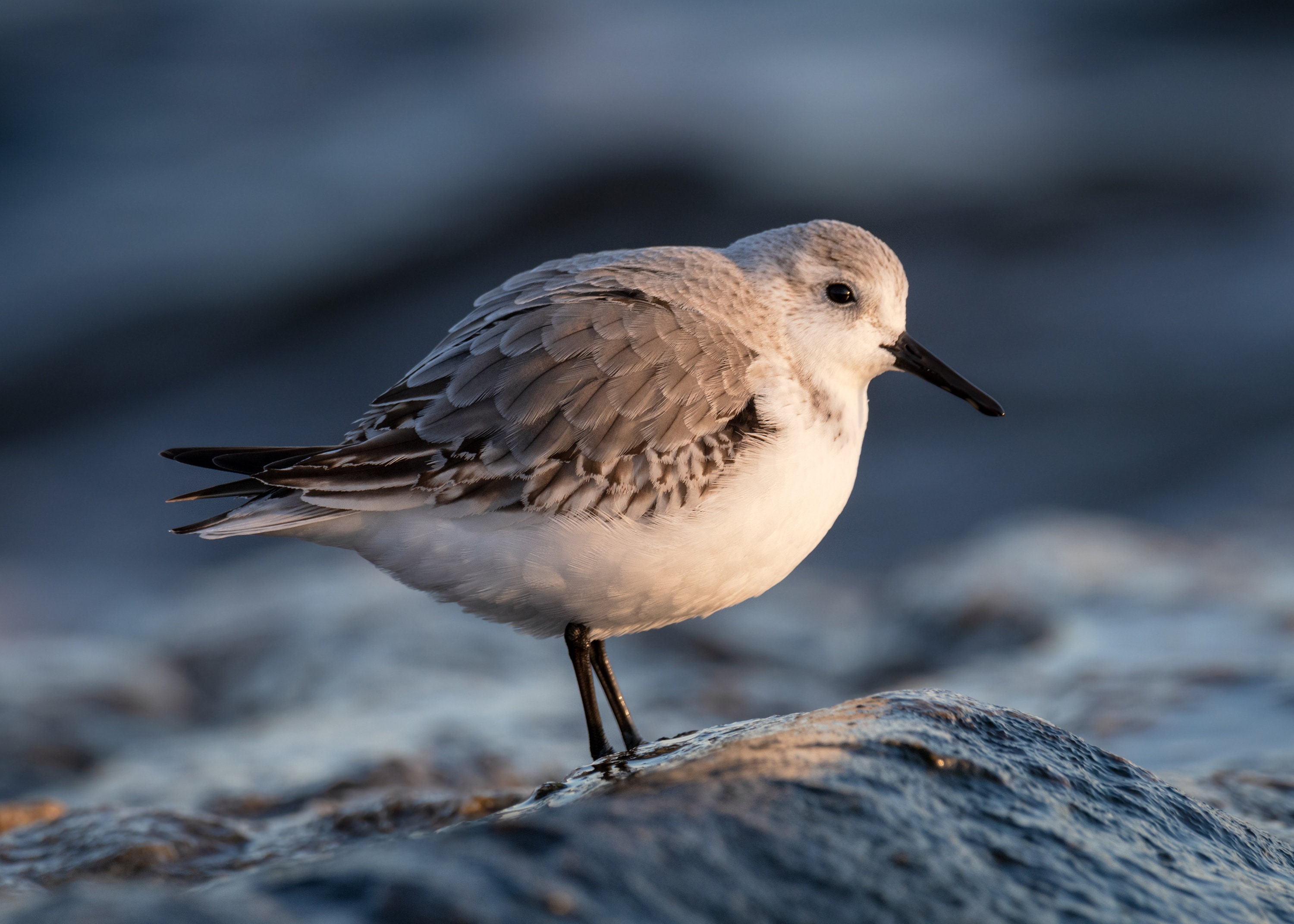 Home & Living Home Décor wildlife photography nature photography bird ...