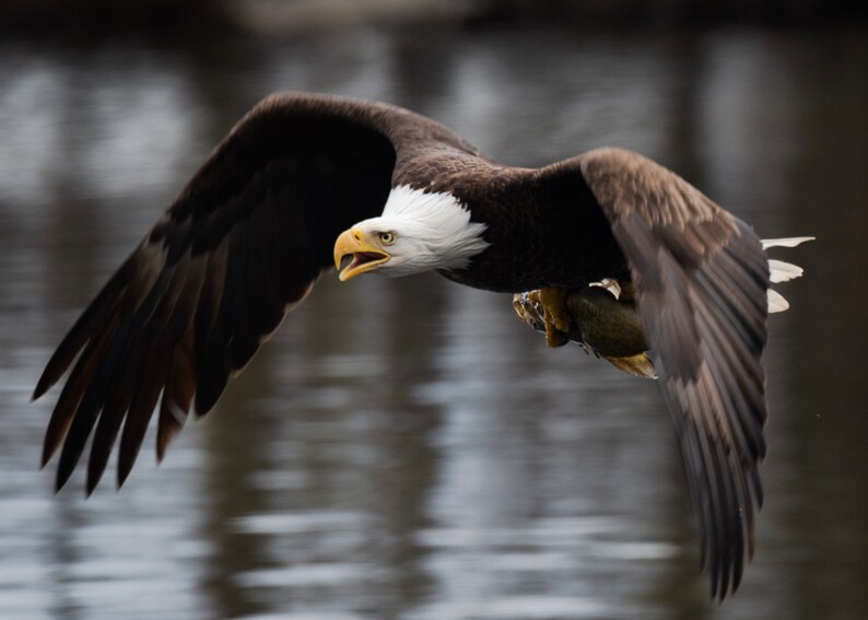 Bald Eagle | Physical Print | Bird Photo, Bird Photography, Eagle Photo ...