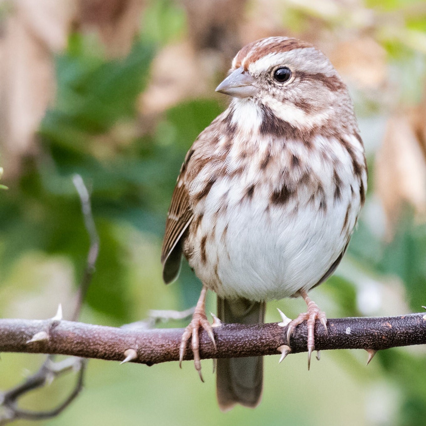 Song Sparrow | Physical Print | Bird Photo, Bird Photography, Wildlife ...