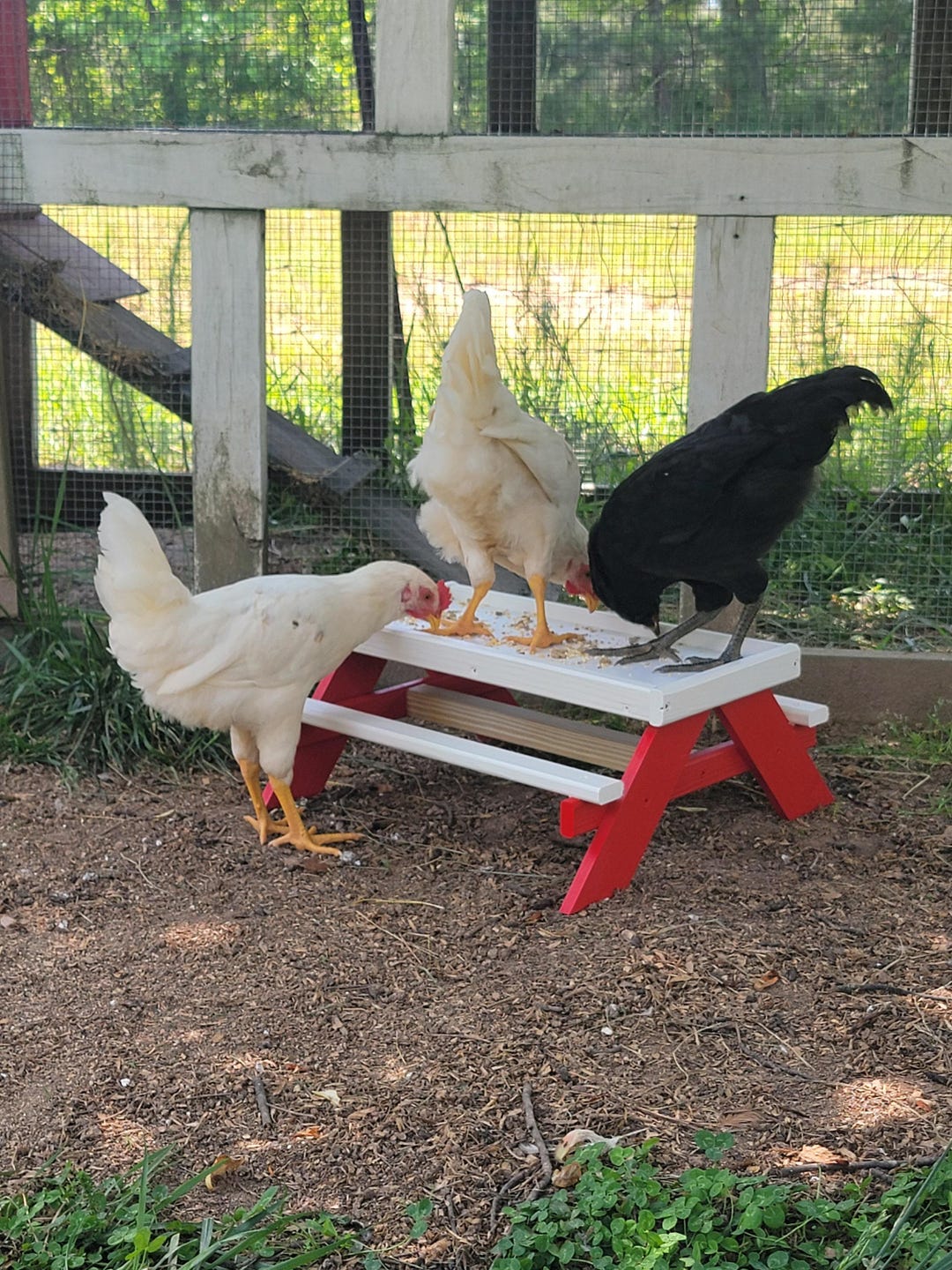 Chick Nic Picnic Table Chickens Small Animals Large - 19x17x8" Small ...