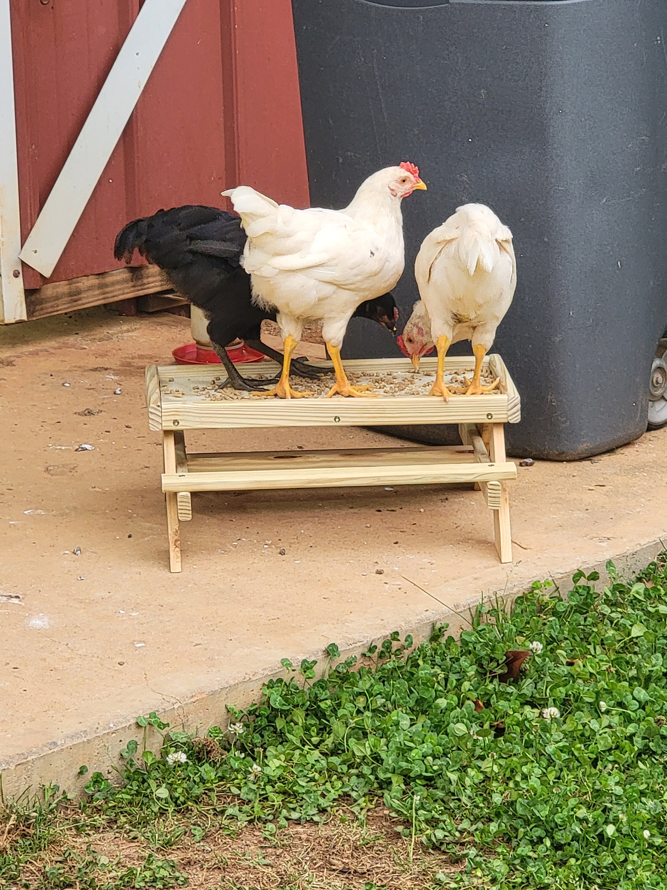 Chick Nic Picnic Table for Chickens or Other Small Animals - Etsy