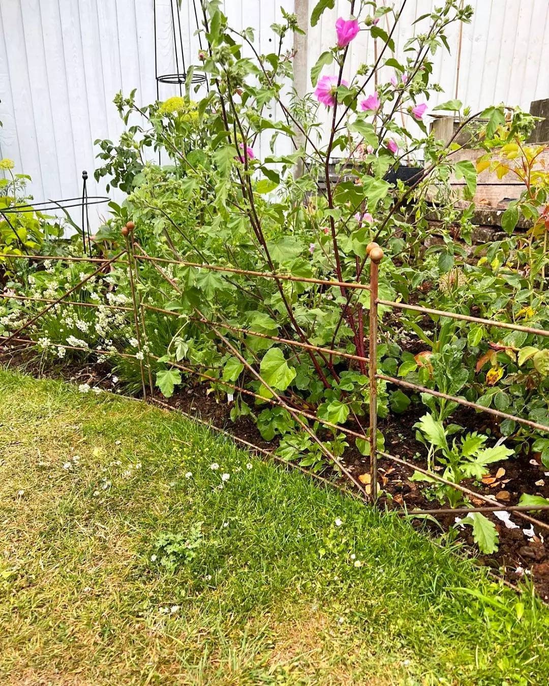 Cottage Garden Plant Support. Lawn Border, Path Edging, Allotment. Pet ...