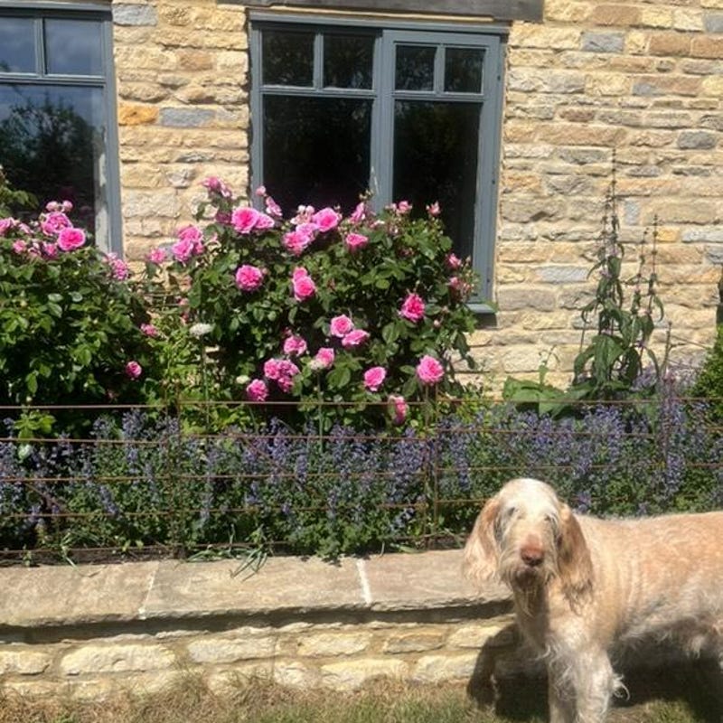 Garden Border Support - Etsy UK