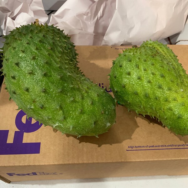 Soursop Fruit - Etsy