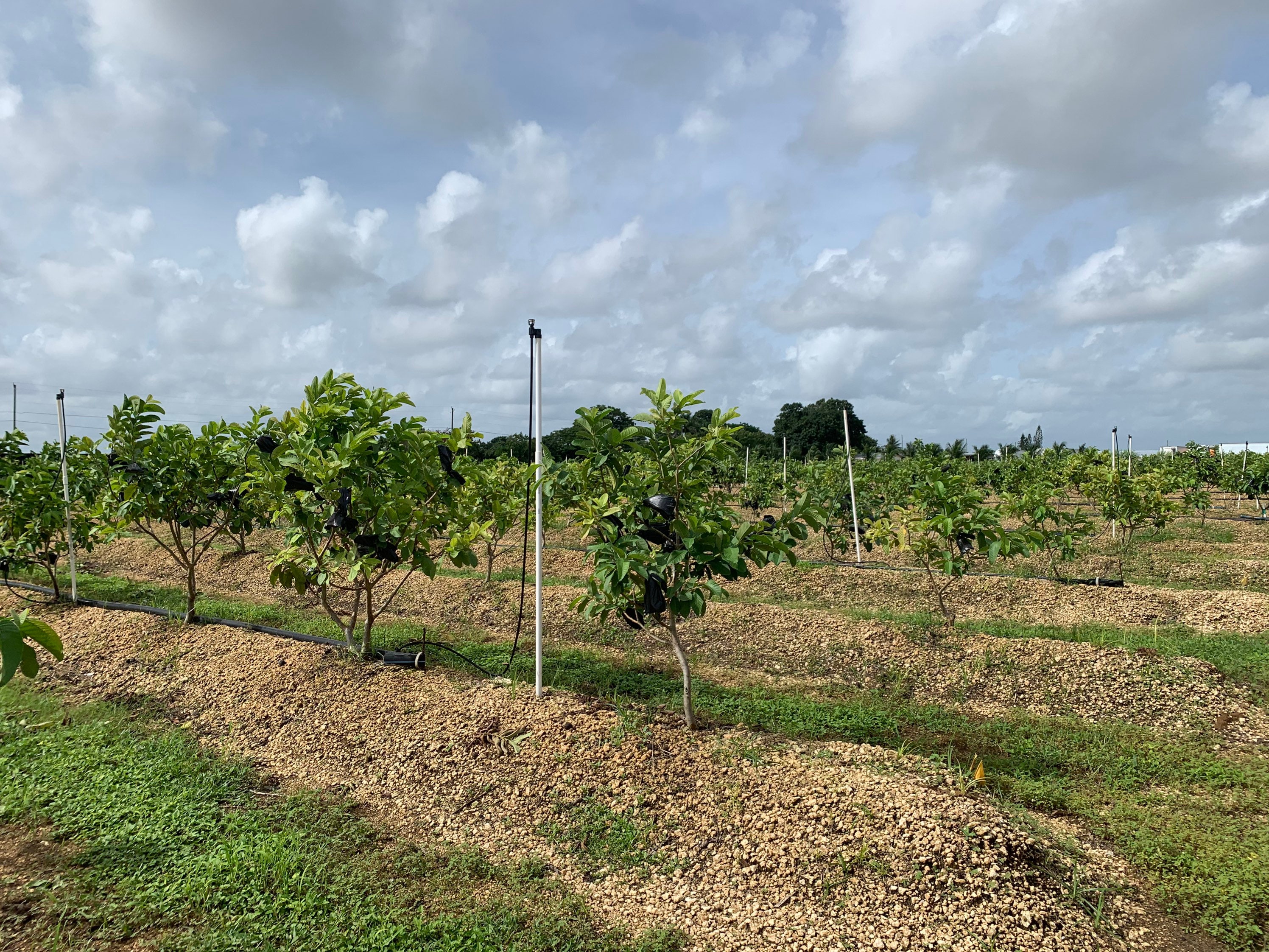 Fresh Thai Guava 5 LBS the Actual Fruit Jamfal - Etsy Singapore