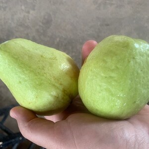 Chinese Guava the Actual Fruit - Etsy