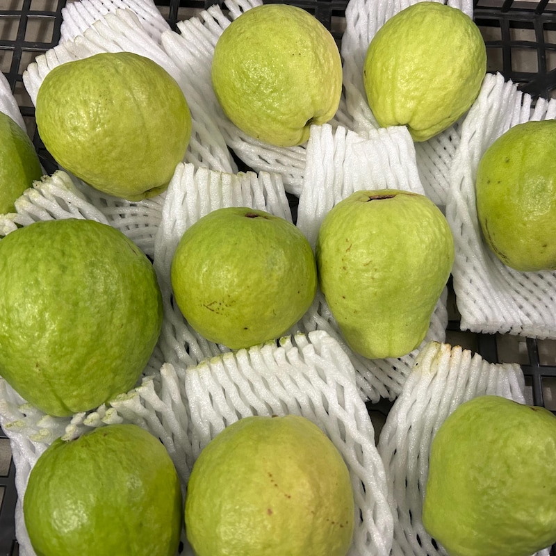 Ruby Guava Fruiting - Etsy